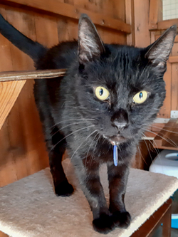 Orpington Cat Rescue